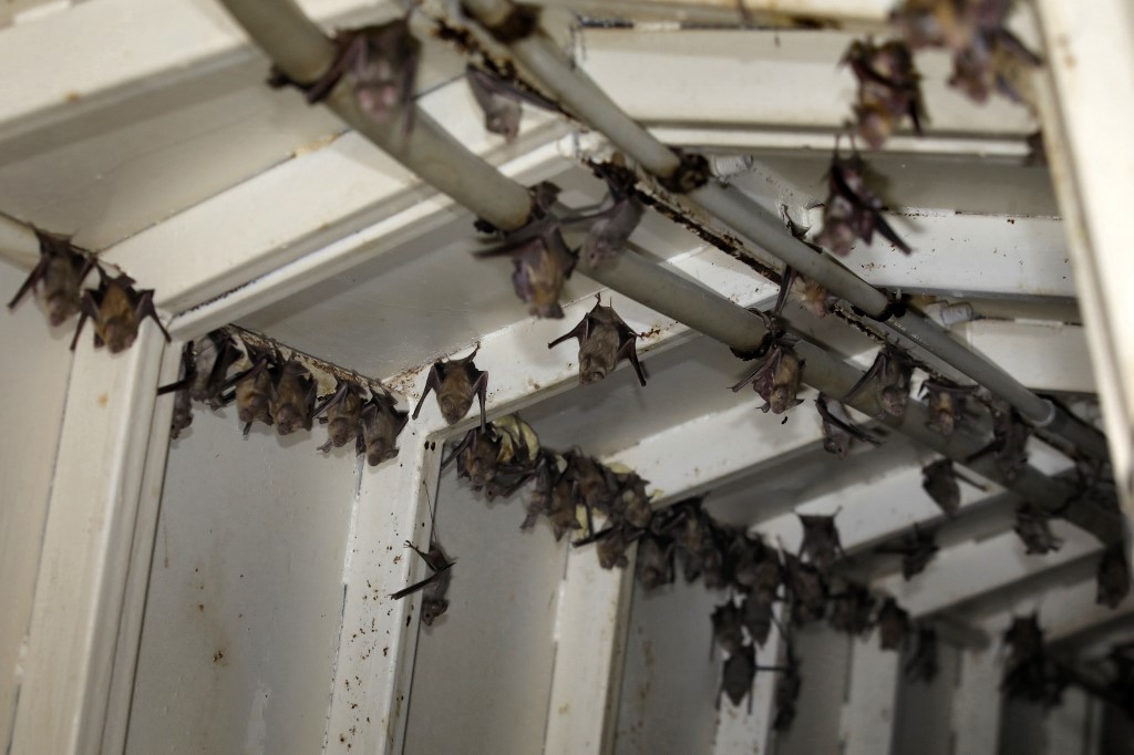 Bats hang where Israeli soldiers once stood in Jordan Valley | The ...