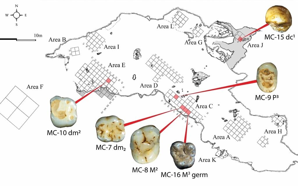 Ancient teeth show some early humans came to Israel from Europe 40,000 ...