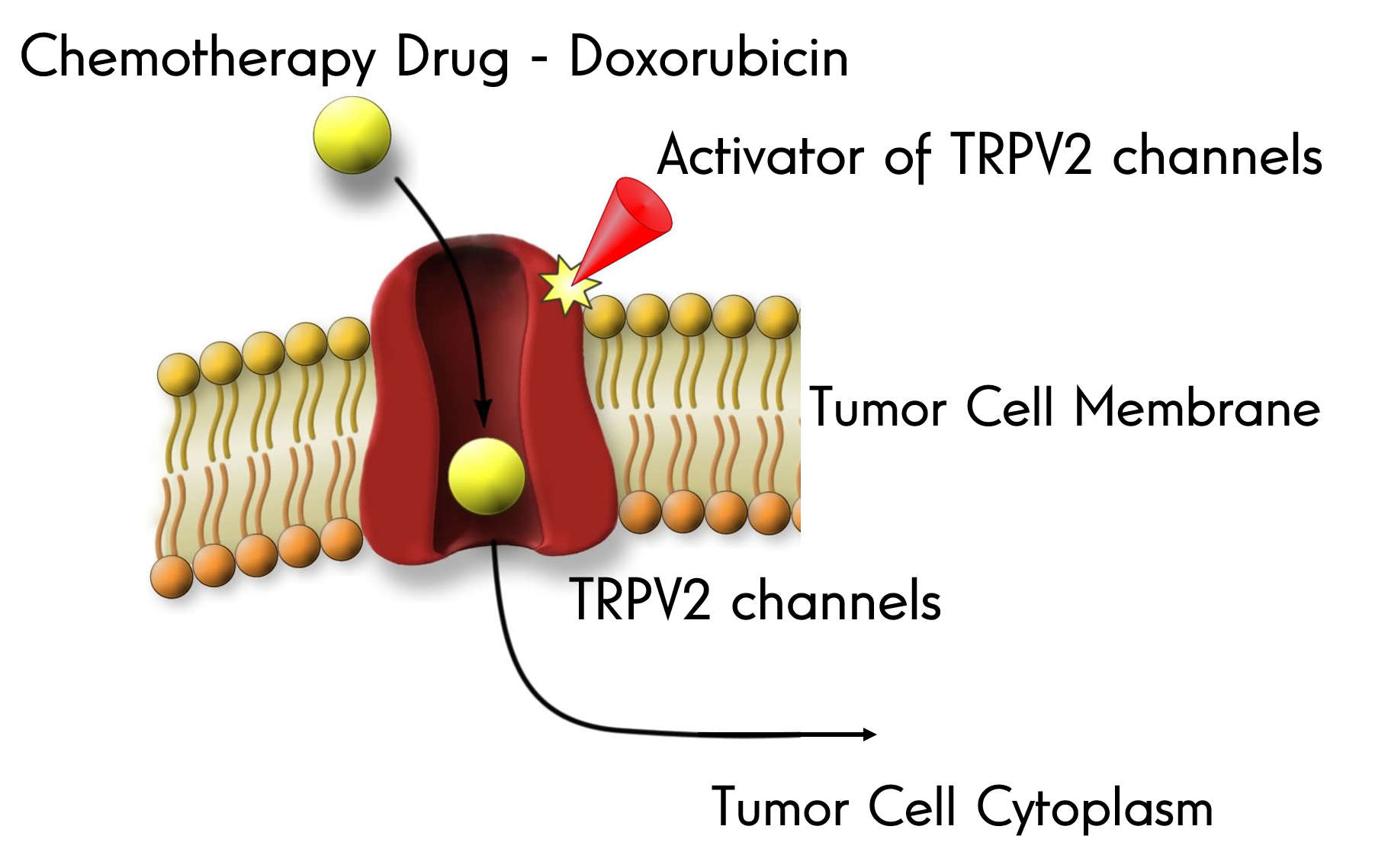Israeli researchers hope new chemotherapy method could reduce side ...