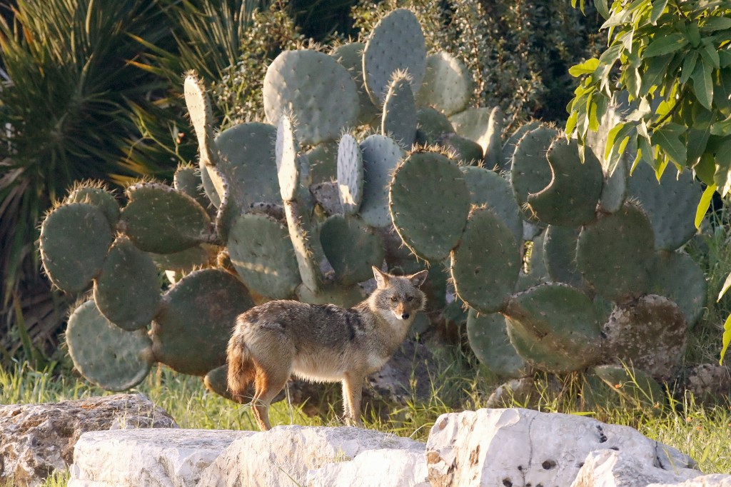 Jackals roam deserted Tel Aviv park after virus forces public indoors ...