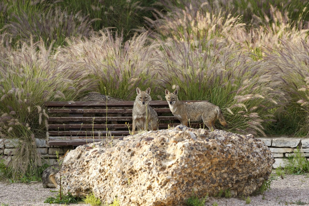 Jackals roam deserted Tel Aviv park after virus forces public indoors ...