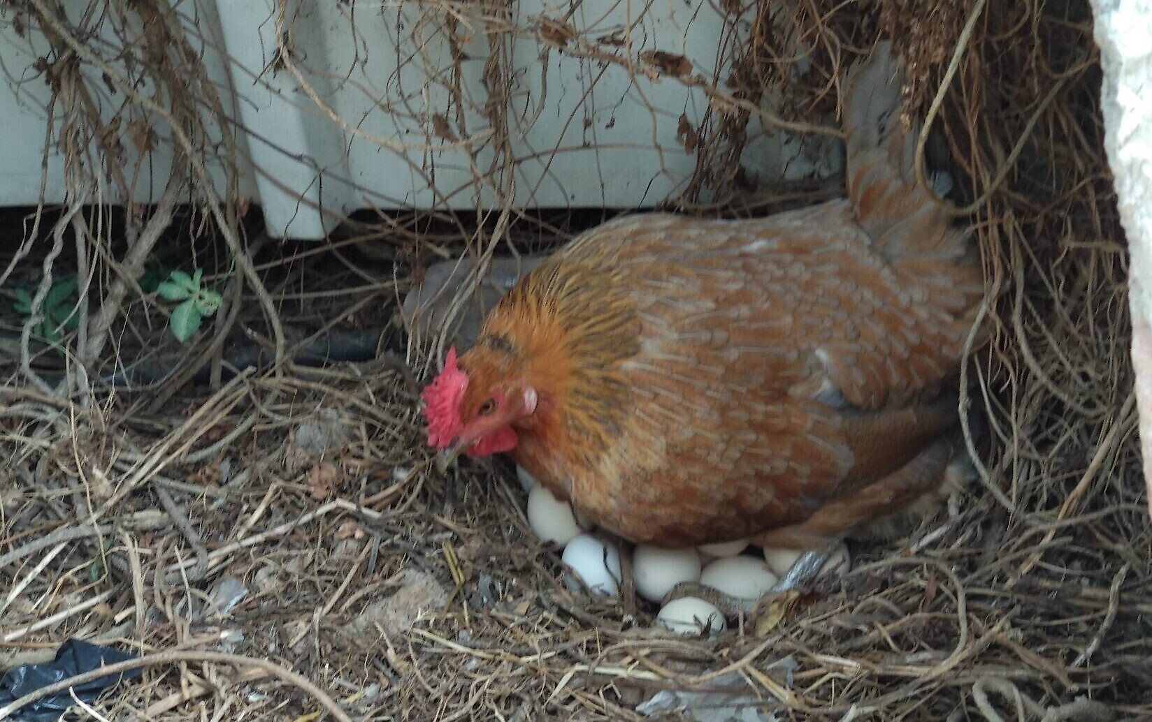 LISTEN: How to throw off the yoke of supermarkets and produce your own ...