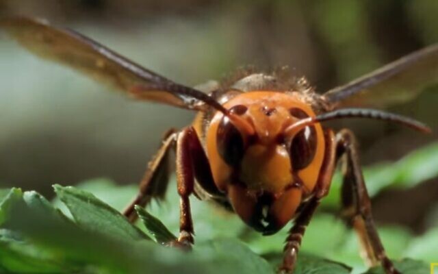 'Murder hornet' invasion in US sows dread over threat to bees, humans ...