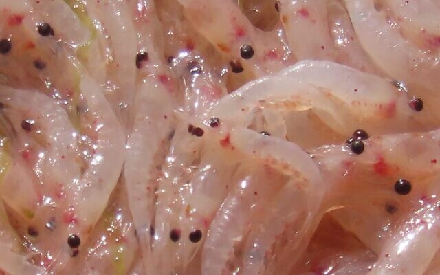 Swarms of dead, dying krill sweep up onto Eilat beach | The Times of Israel