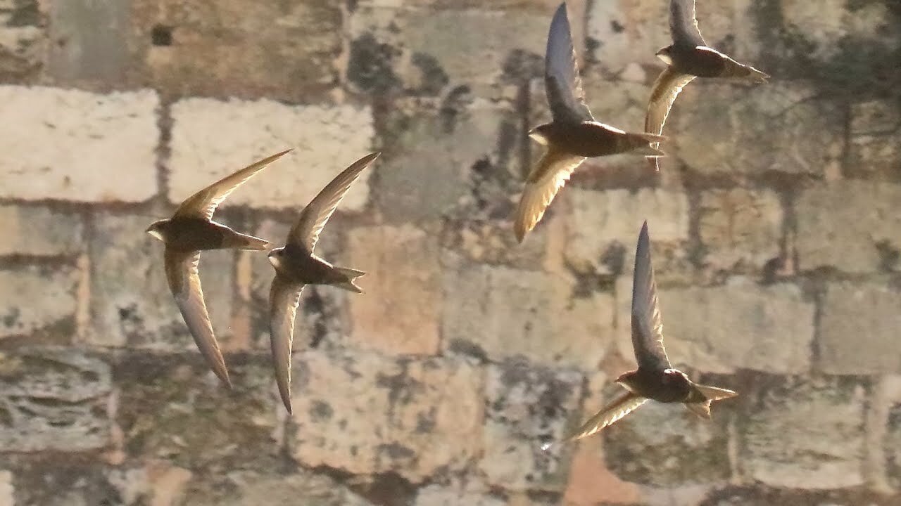 Migratory swifts put on ancient aerial show at a Western Wall emptied ...