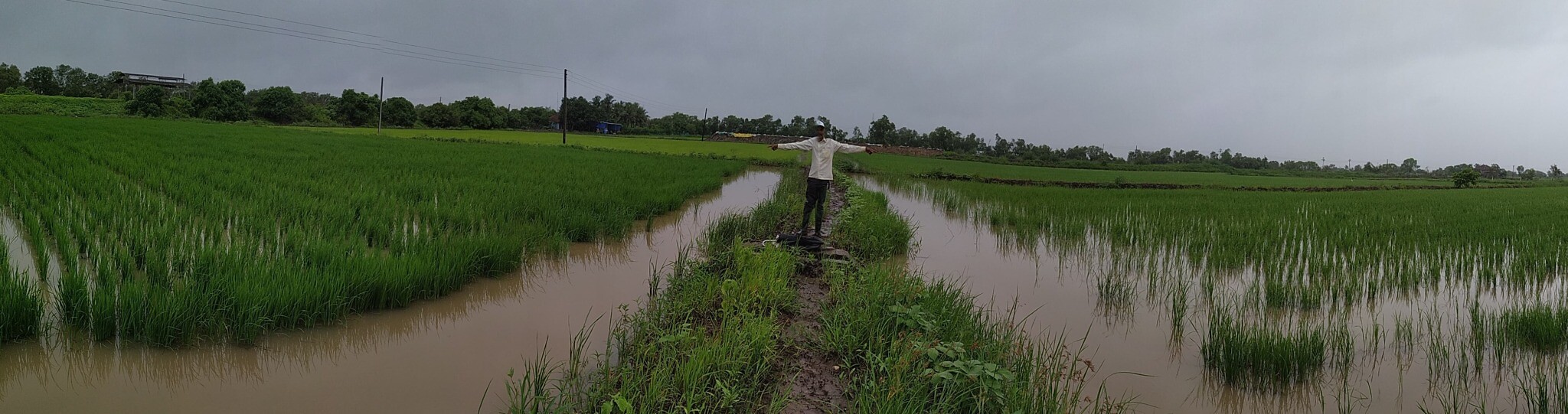 Israeli firm develops groundbreaking method to grow seeds in saline ...