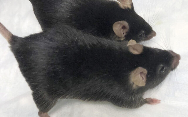Researchers find 'mighty mice' stay musclebound in space | The Times of ...