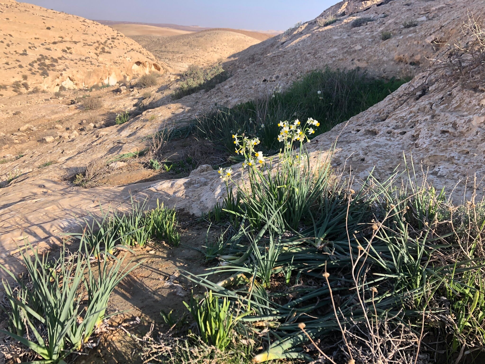 As winter starts, Negev desert daffodils herald the coming spring | The ...