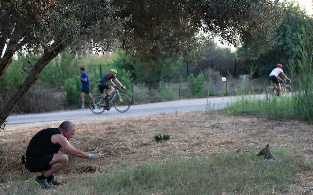 Snacks for stray cats may be feeding a rash of jackal attacks | The ...