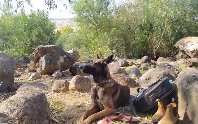 Post-lockdown outing ends in poisoning deaths of pet dogs | The Times ...
