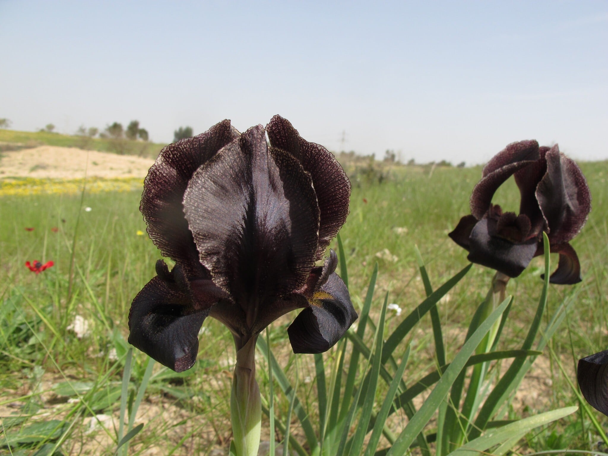 As irises bloom, the king of Israel's wildflowers is in the field | The ...