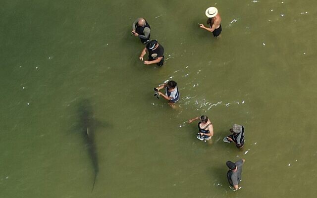 Warm waters draw endangered sharks to Israel's Mediterranean shallows ...