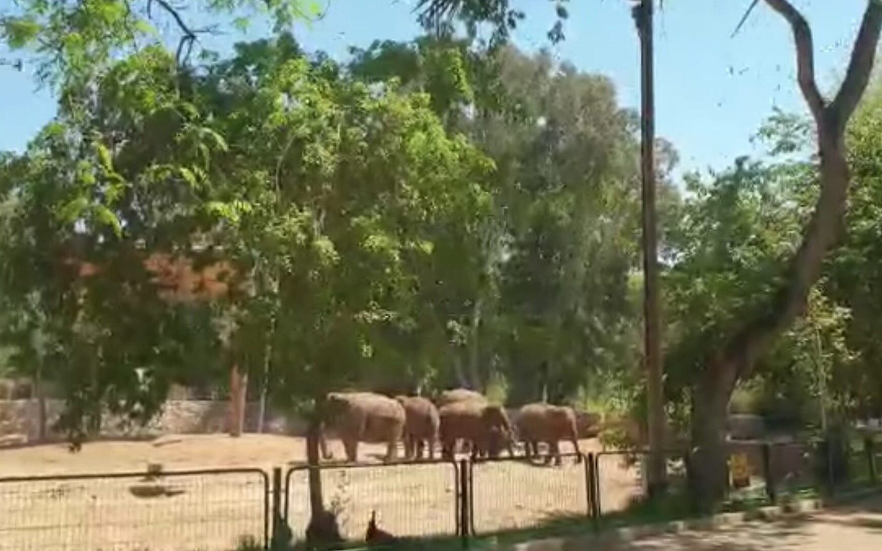 Israeli zoo video shows elephants protecting calf in rocket attack ...