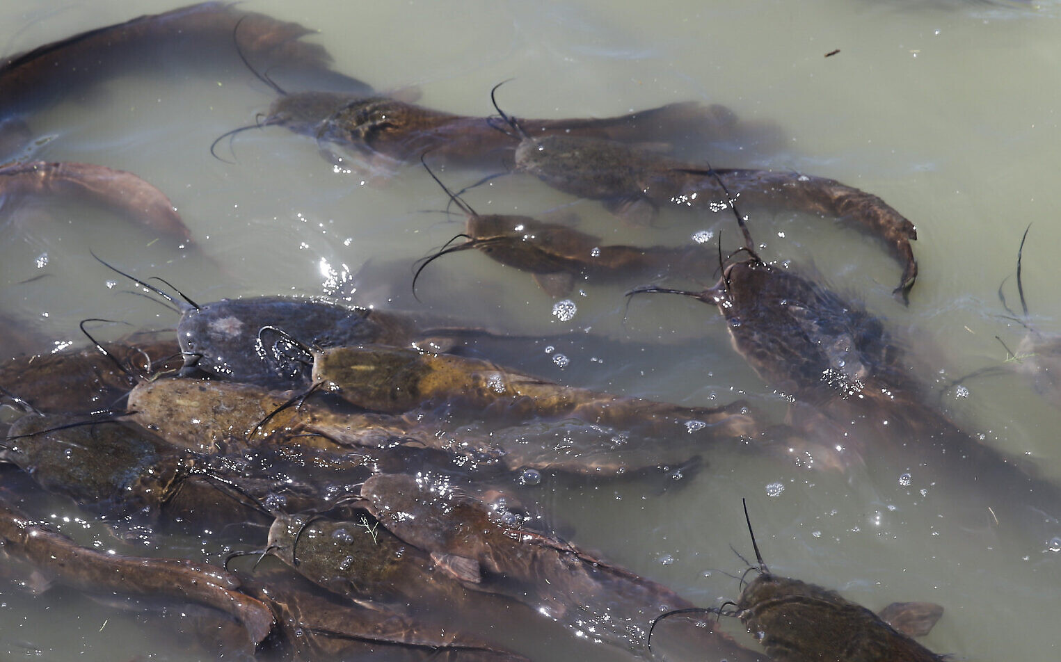 Podcast: Catfish, sharks, and eels, oy vey! Non-kosher fish eaten by ...