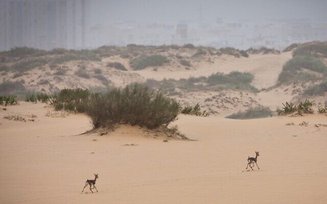 Mass of green events mark World Environment day, World Oceans day | The ...