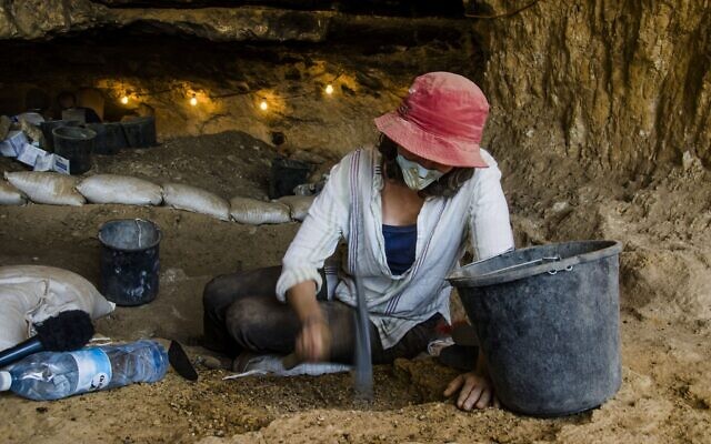 Rat bones found in Israel suggest ancient Africa-Europe ecological ...