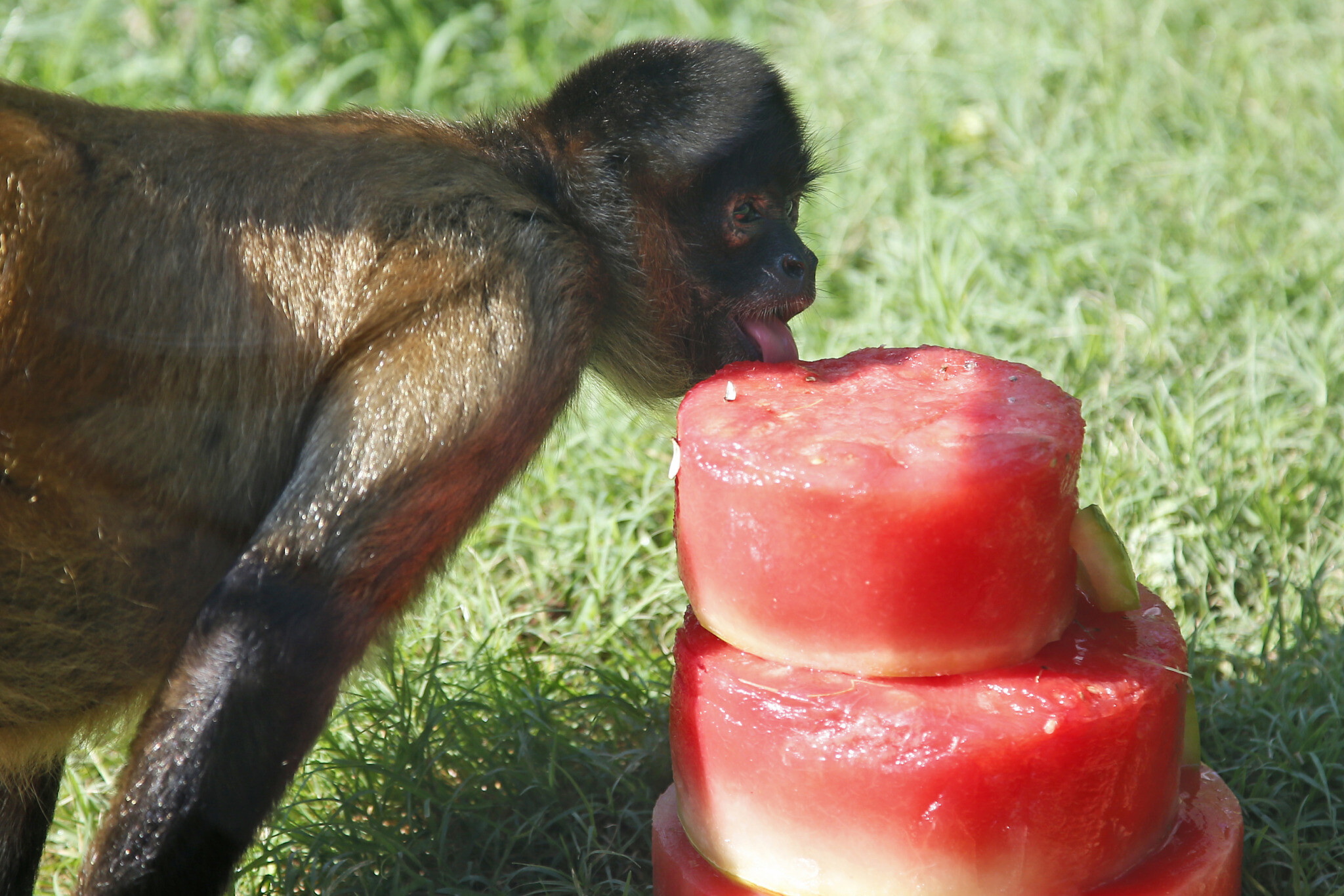 Red origin: New study traces roots of summer fave watermelon, mentioned ...