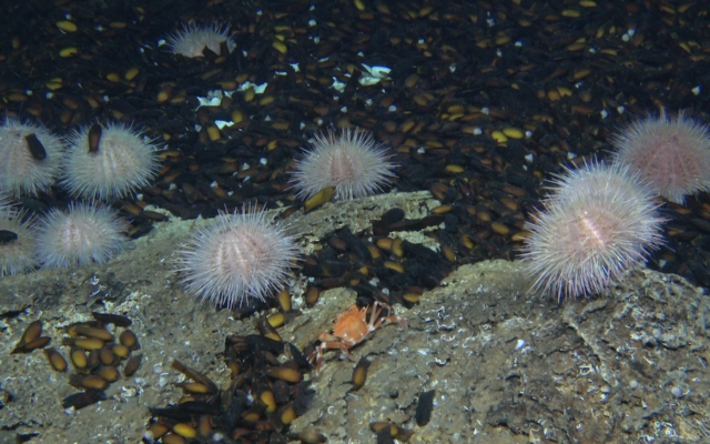 Massive deep-water shark nursery discovered off Tel Aviv coast | The ...