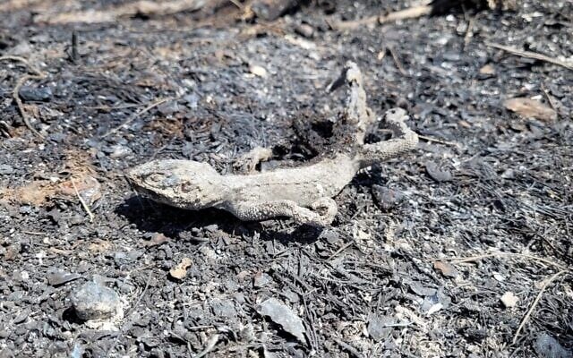 Ecologists worry over ecosystem's recovery after huge Jerusalem-area ...