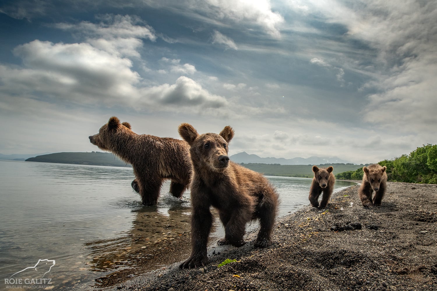 Award-winning Israeli photographer urges wildlife protection through ...