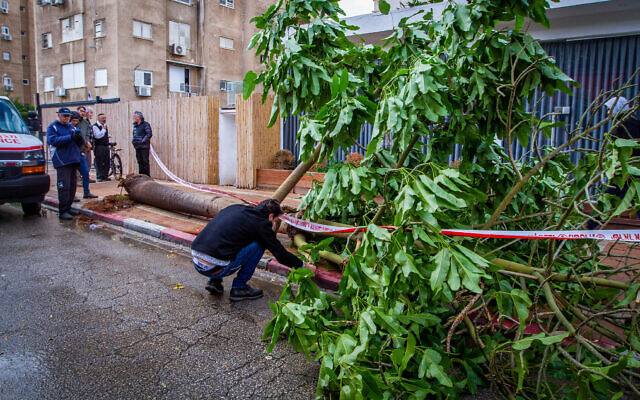 Man badly injured by falling tree as storm sweeps in with strong winds ...