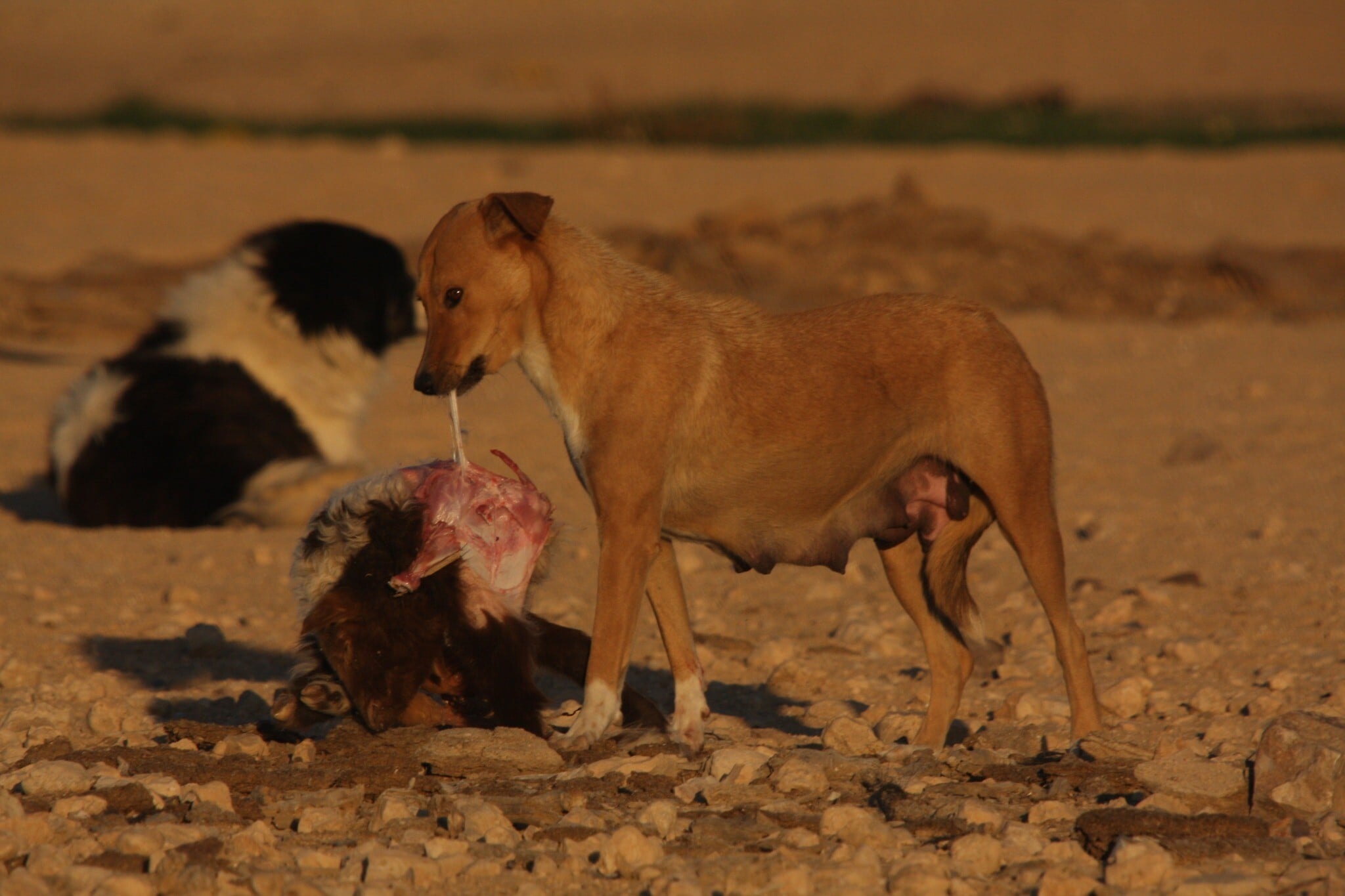 Pride Feral Dog Hyena Pushes Wild Dogs Into Lions