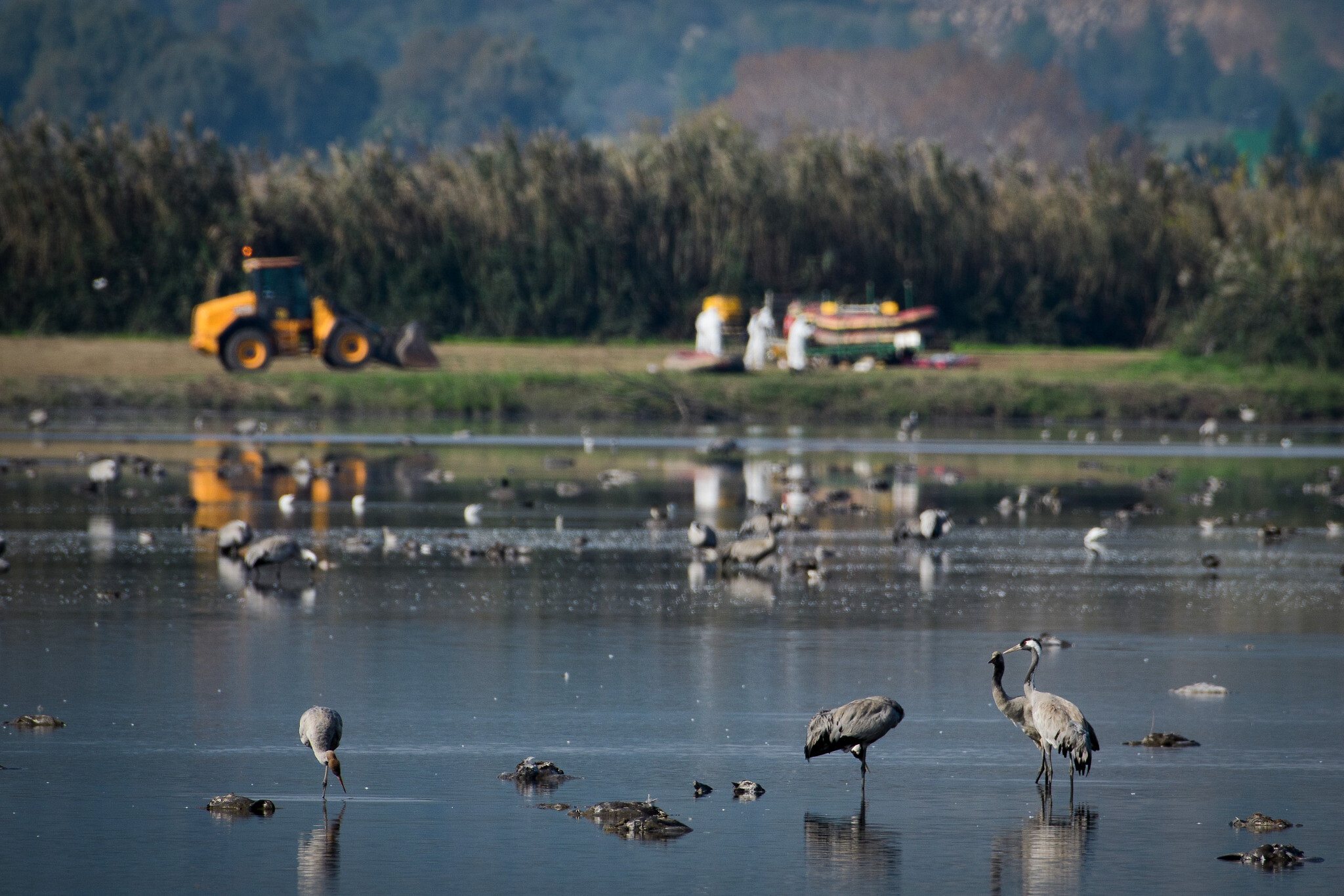 Bird flu found in northern Israel, same strain as catastrophic 2021 ...