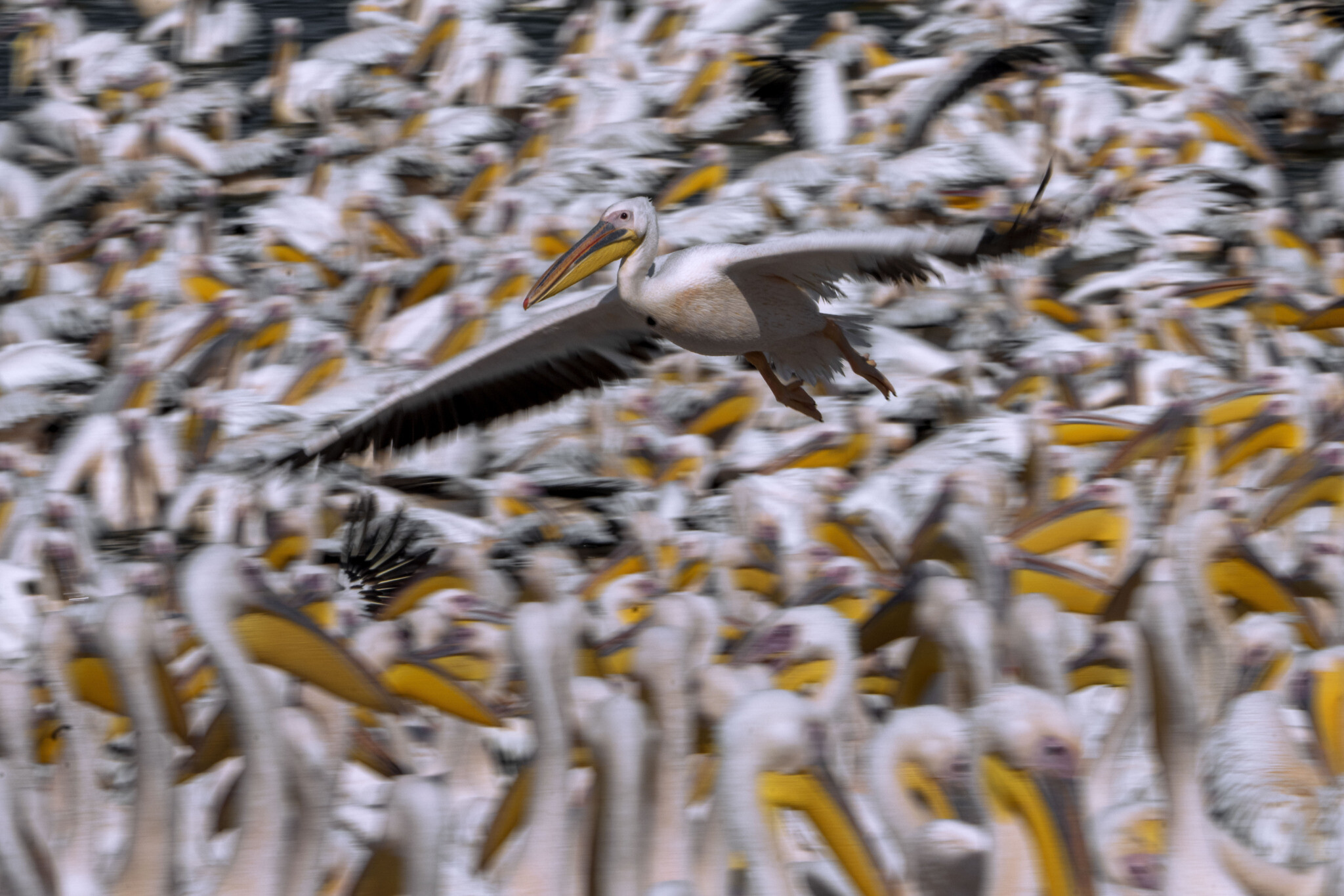 Heading for Africa, thousands of great white pelicans make annual ...