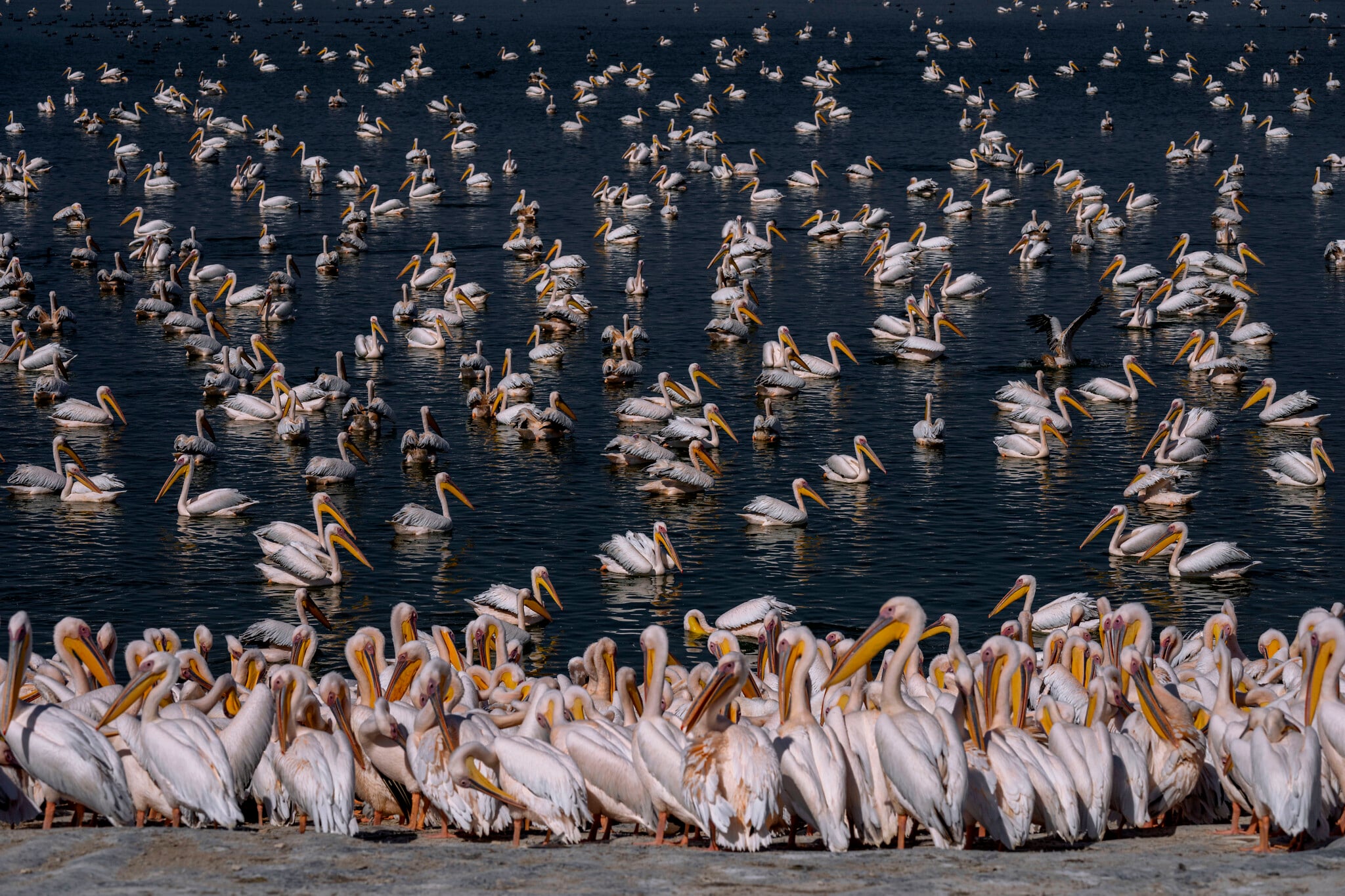 Heading for Africa, thousands of great white pelicans make annual ...