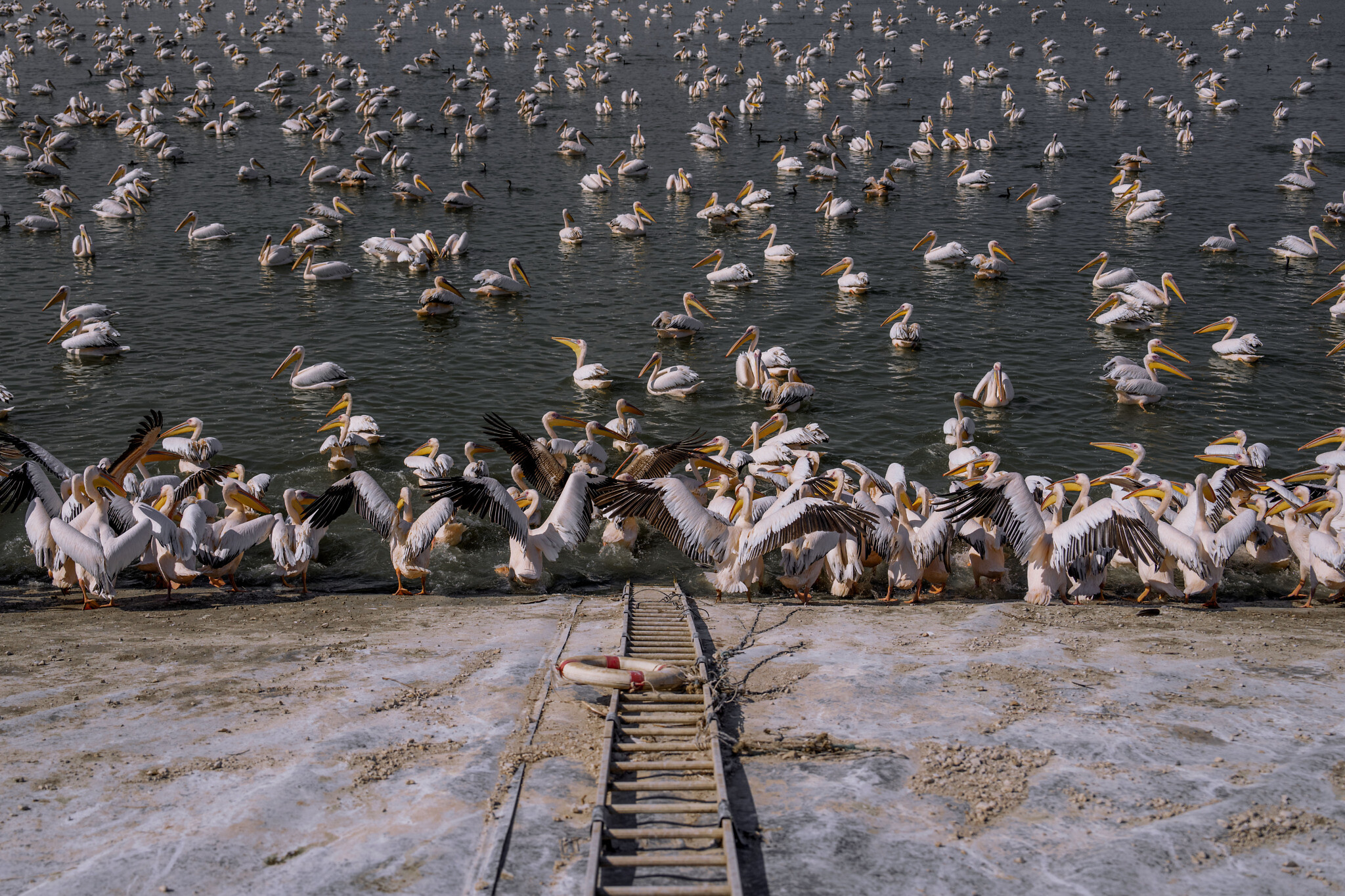 Heading for Africa, thousands of great white pelicans make annual ...