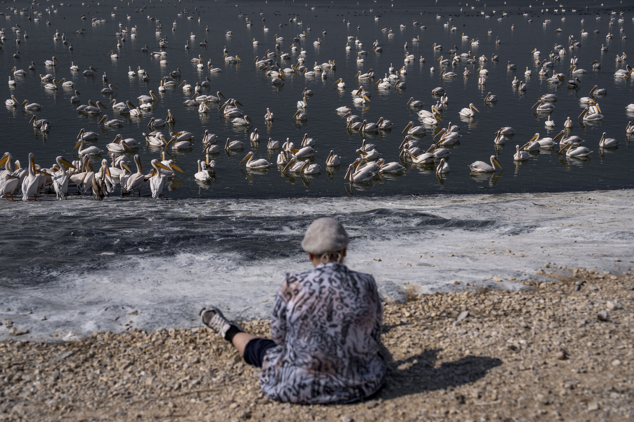 Heading for Africa, thousands of great white pelicans make annual ...