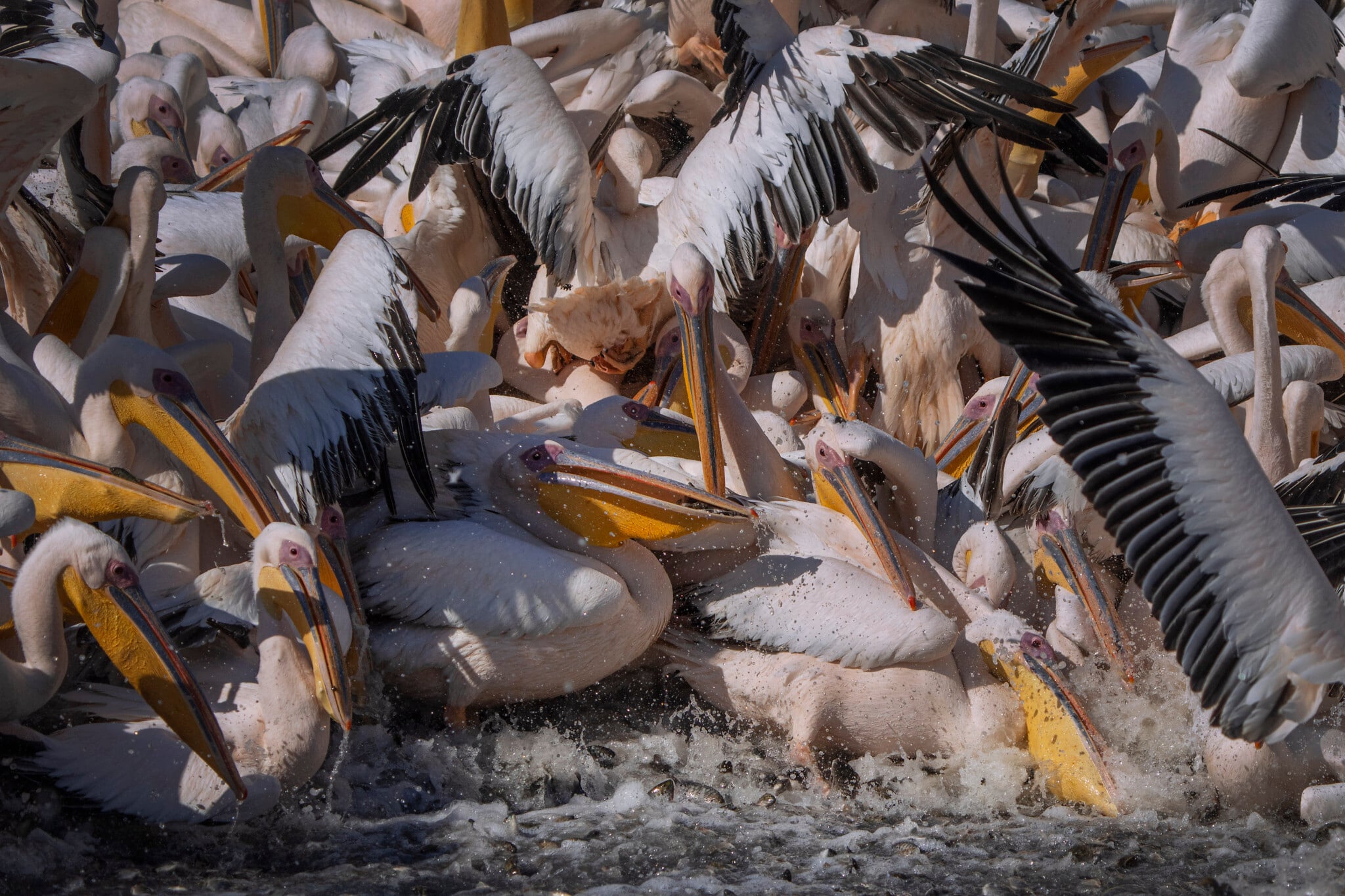 Heading for Africa, thousands of great white pelicans make annual ...