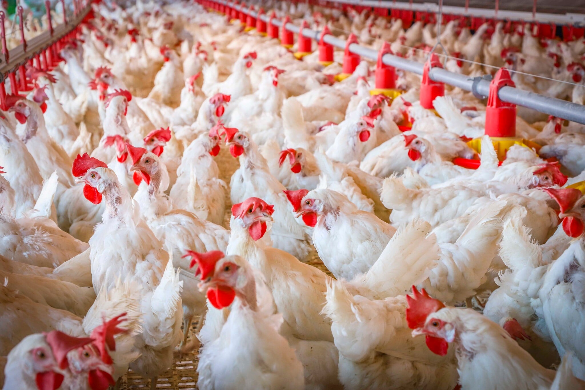 In first, Israeli scientists program hens to lay eggs that carry only ...