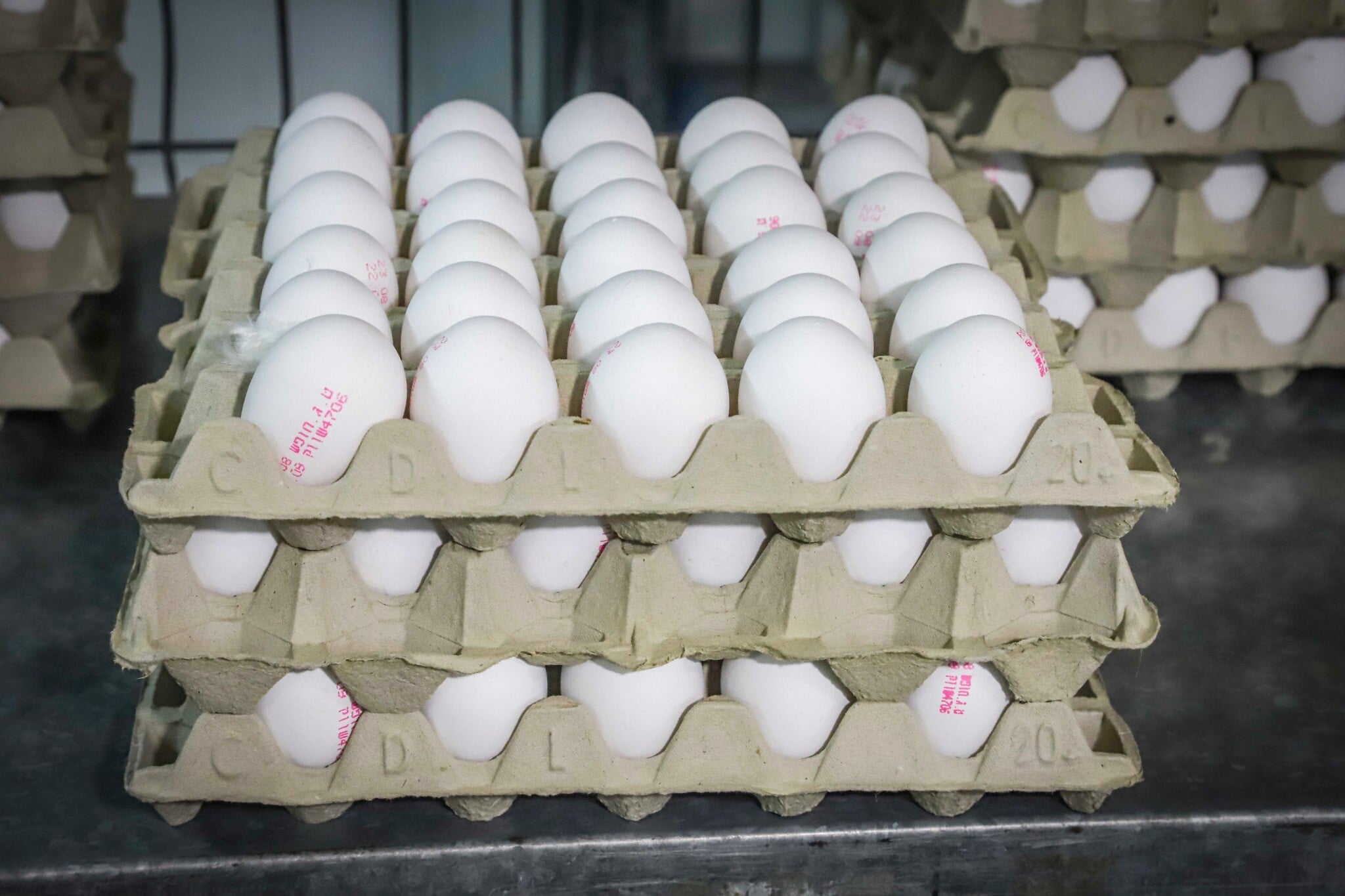 In first, Israeli scientists program hens to lay eggs that carry only ...