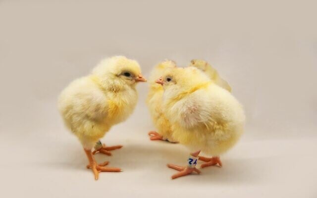 In first, Israeli scientists program hens to lay eggs that carry only ...