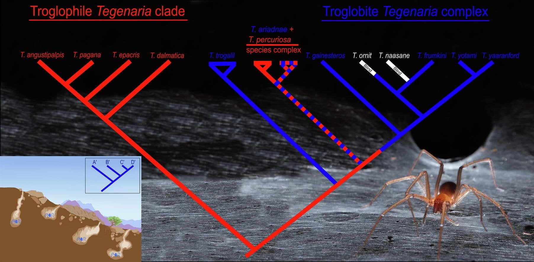 7 new spider species found in the depths of Israeli caves | The Times ...