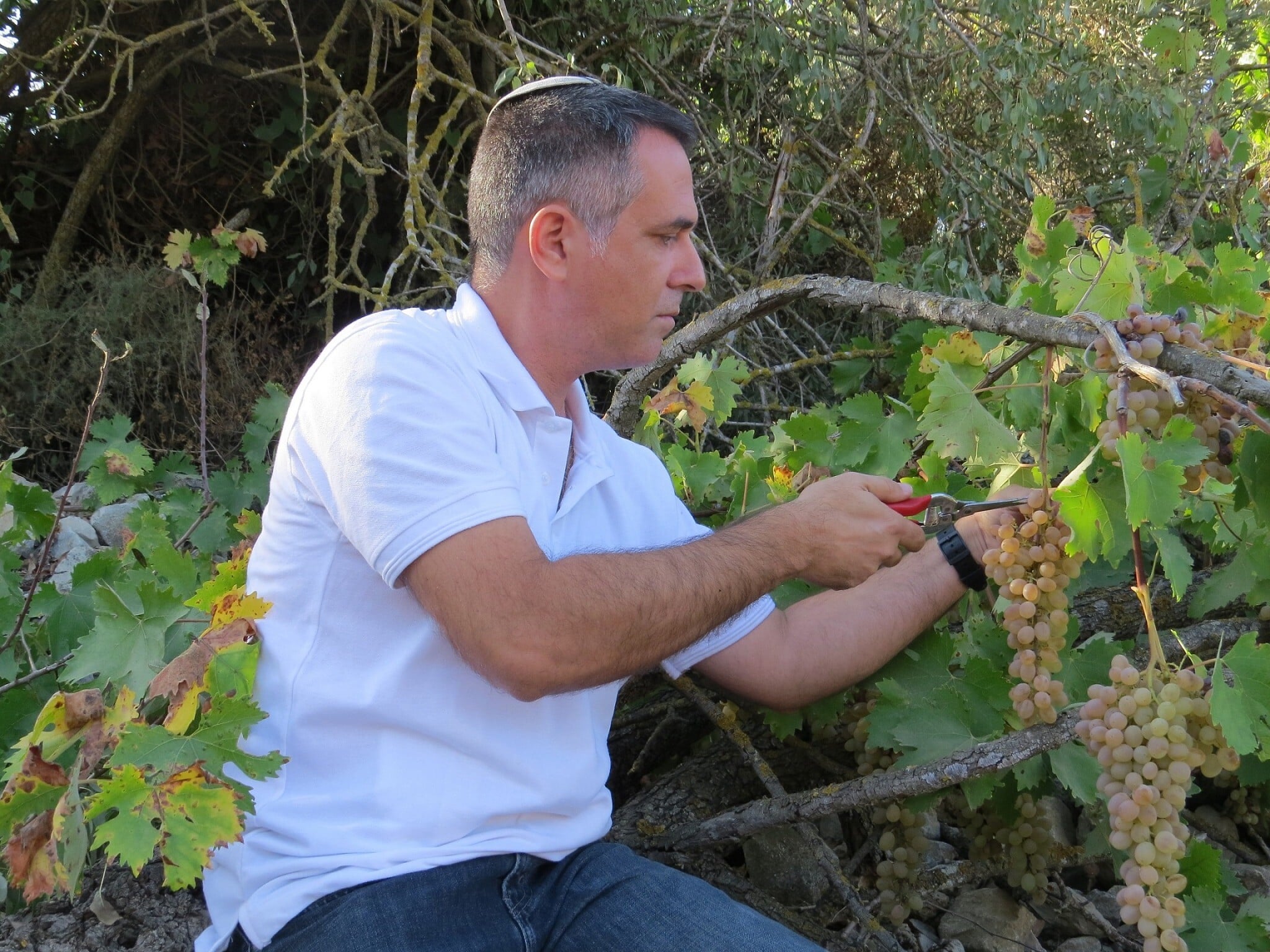It's in the DNA: Israeli grapes are the mother of all European wines ...