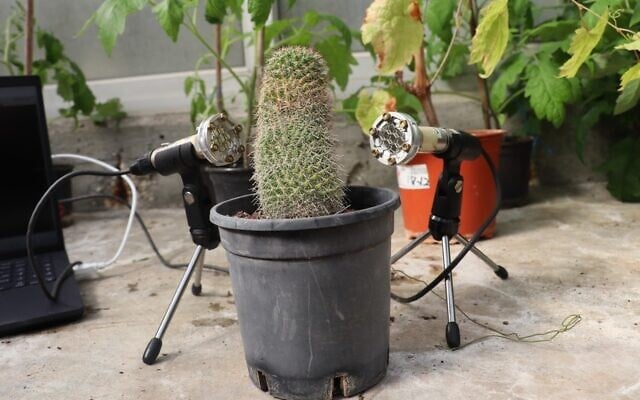 In groundbreaking research, Tel Aviv U team records plants 'talking ...