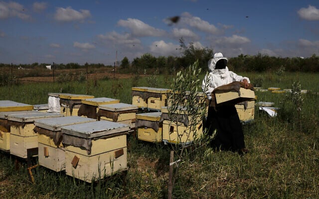 Gazan beekeeper returns to colony along border after latest fighting ...