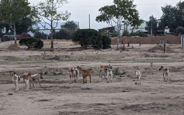 Feral dogs from Gaza enter Israel, compounding nature authority's war ...