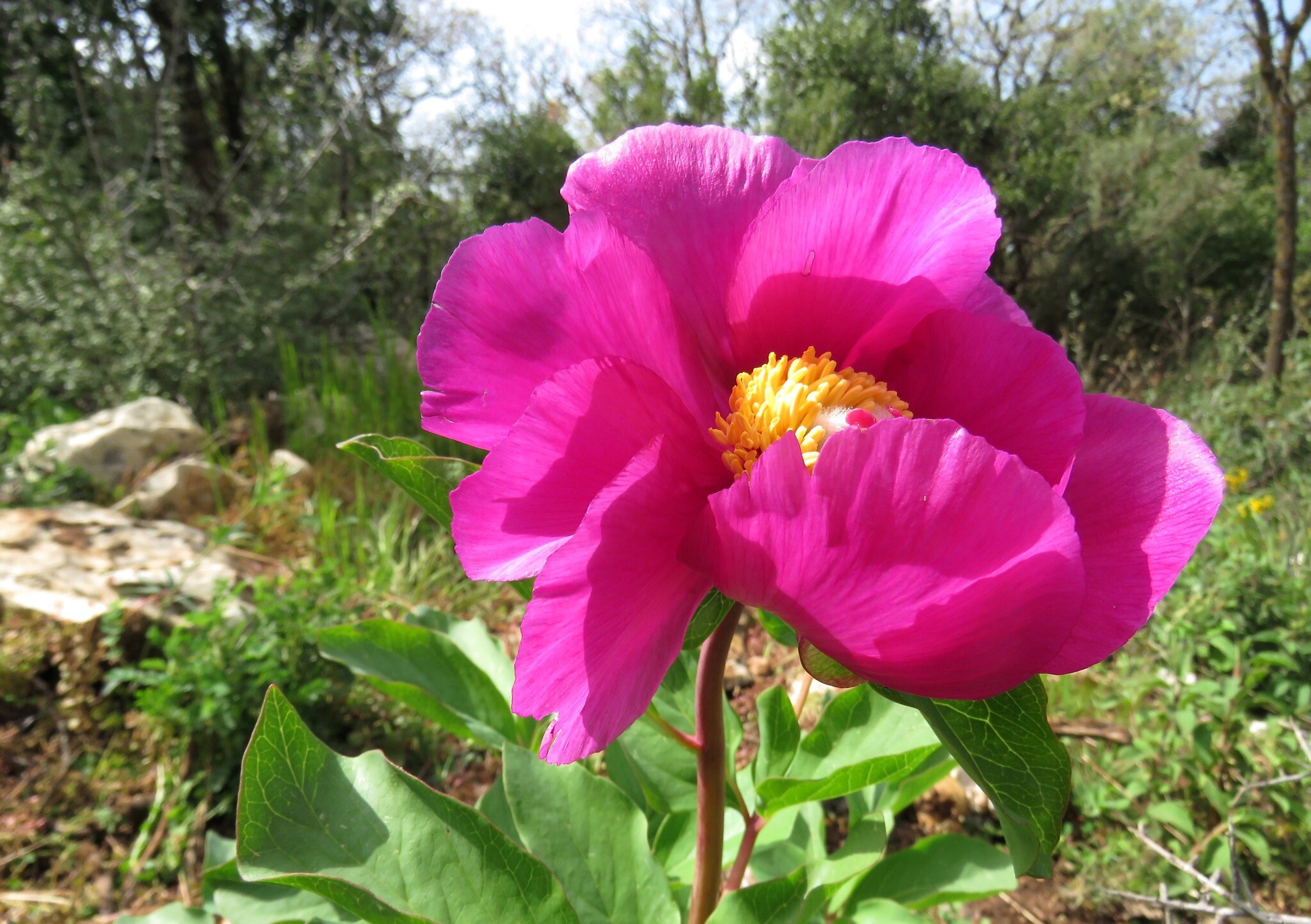 World Biodiversity Day report: Israel's butterflies, birds, reptiles in ...