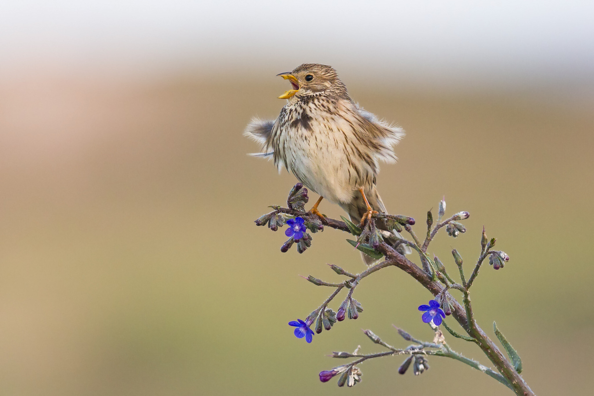 World Biodiversity Day report: Israel's butterflies, birds, reptiles in ...