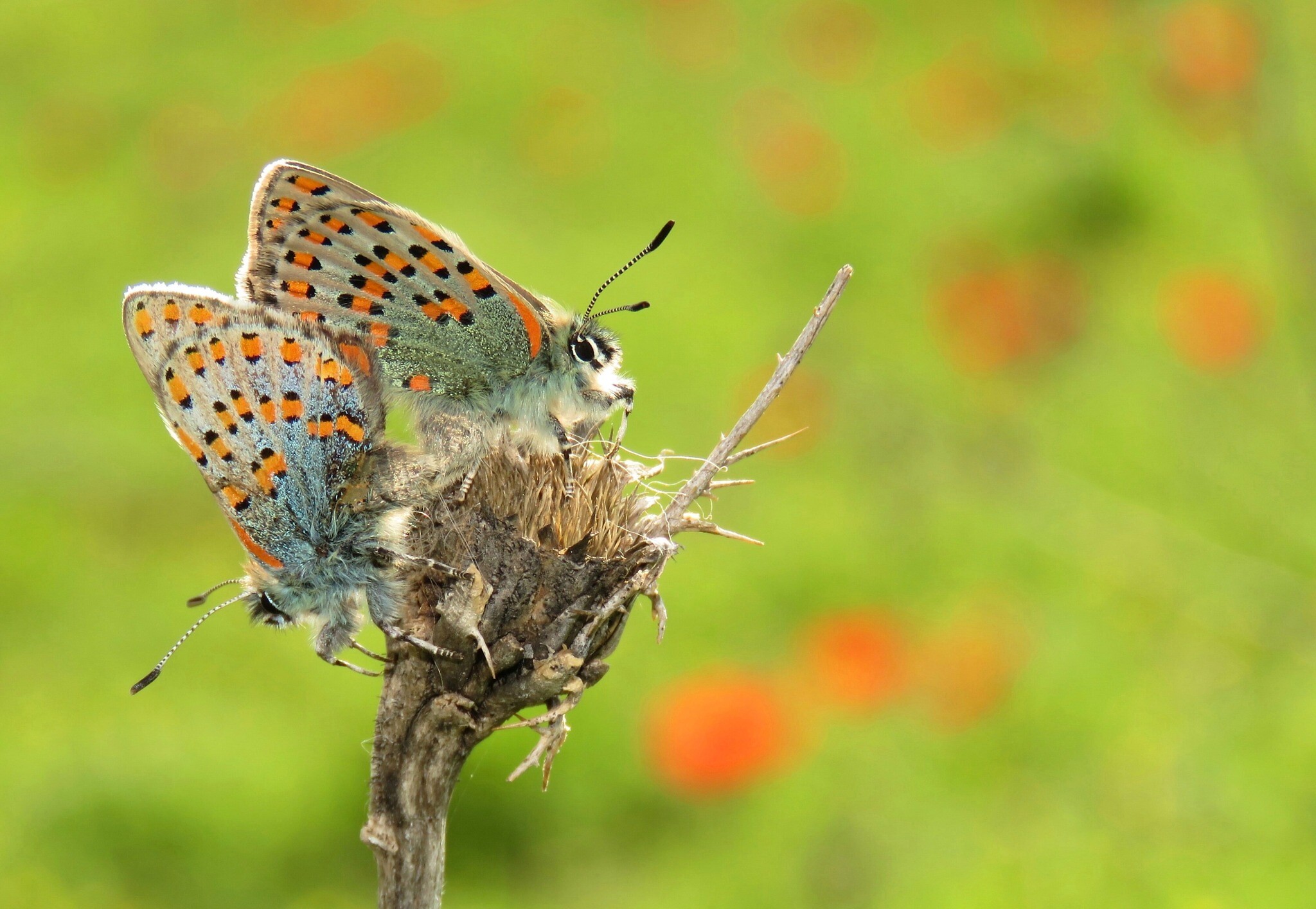 World Biodiversity Day report: Israel's butterflies, birds, reptiles in ...