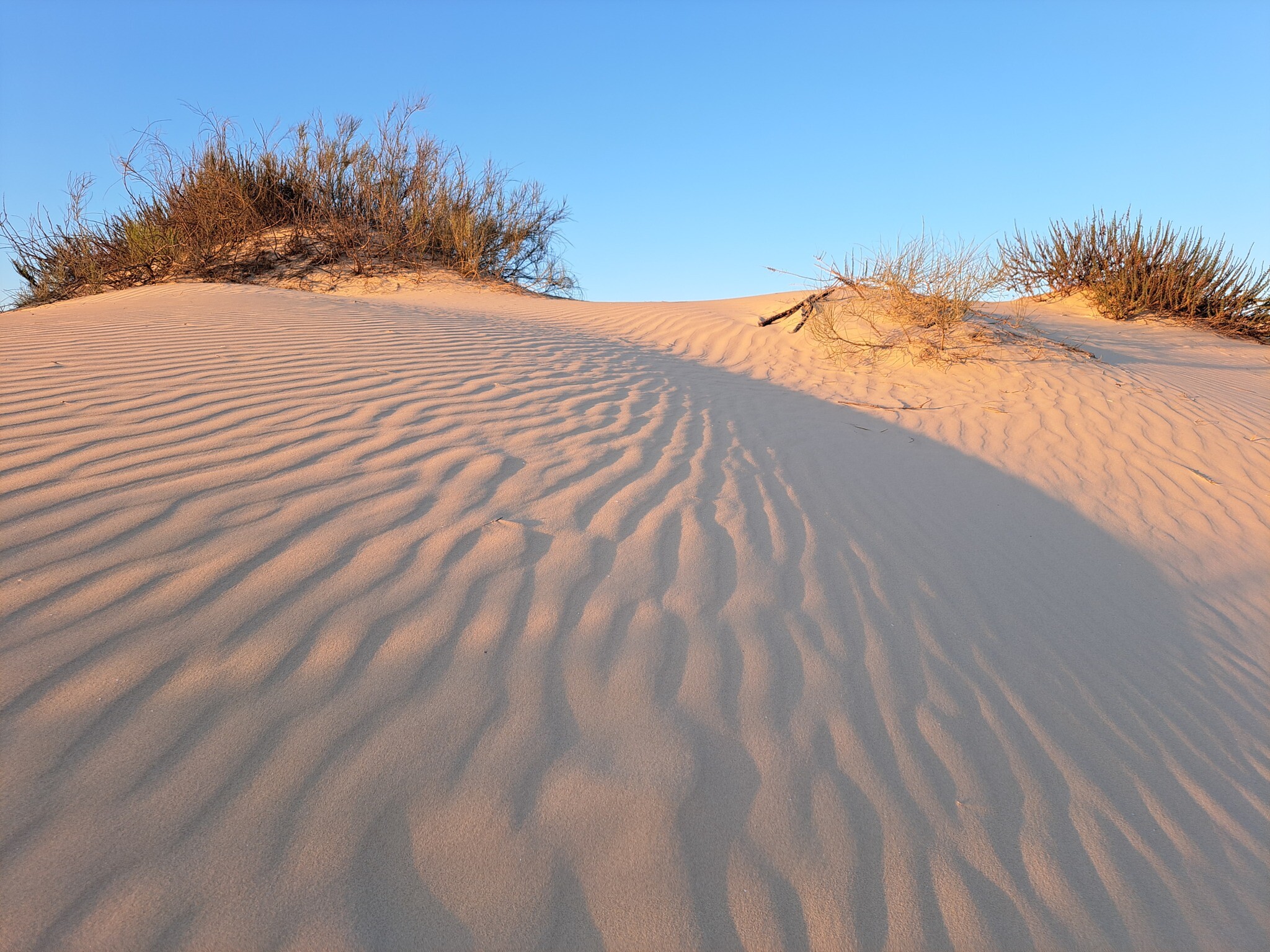 World Biodiversity Day report: Israel's butterflies, birds, reptiles in ...