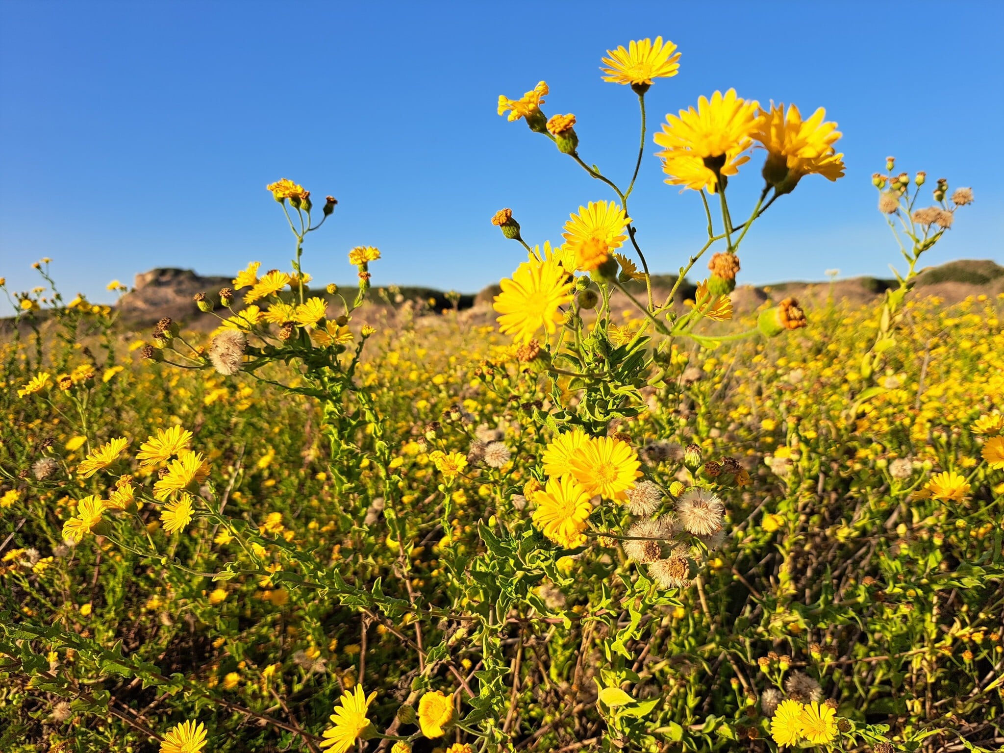World Biodiversity Day report: Israel's butterflies, birds, reptiles in ...