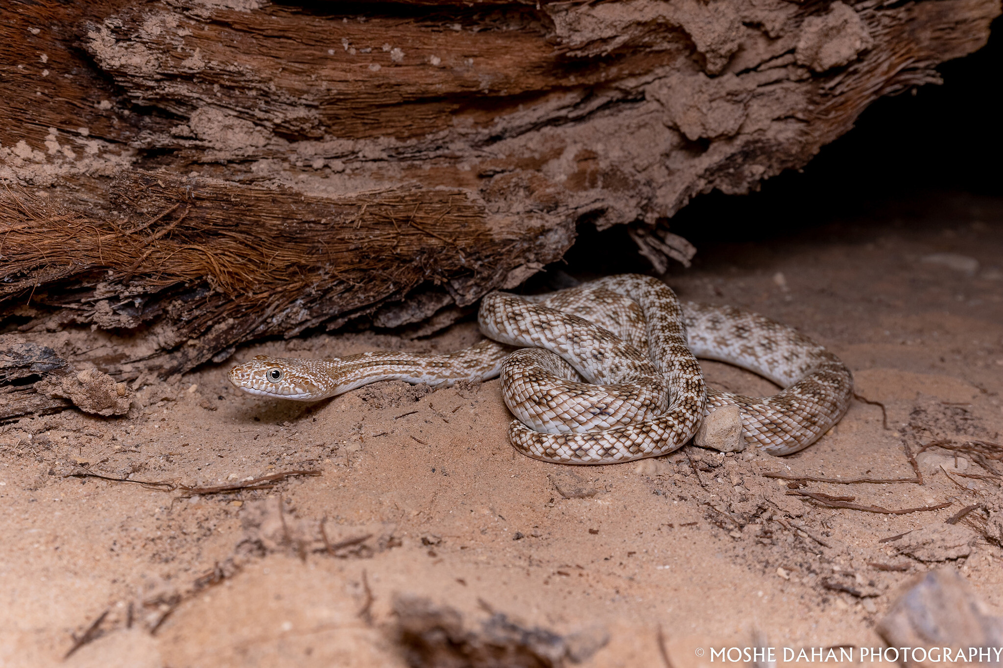 World Biodiversity Day report: Israel's butterflies, birds, reptiles in ...