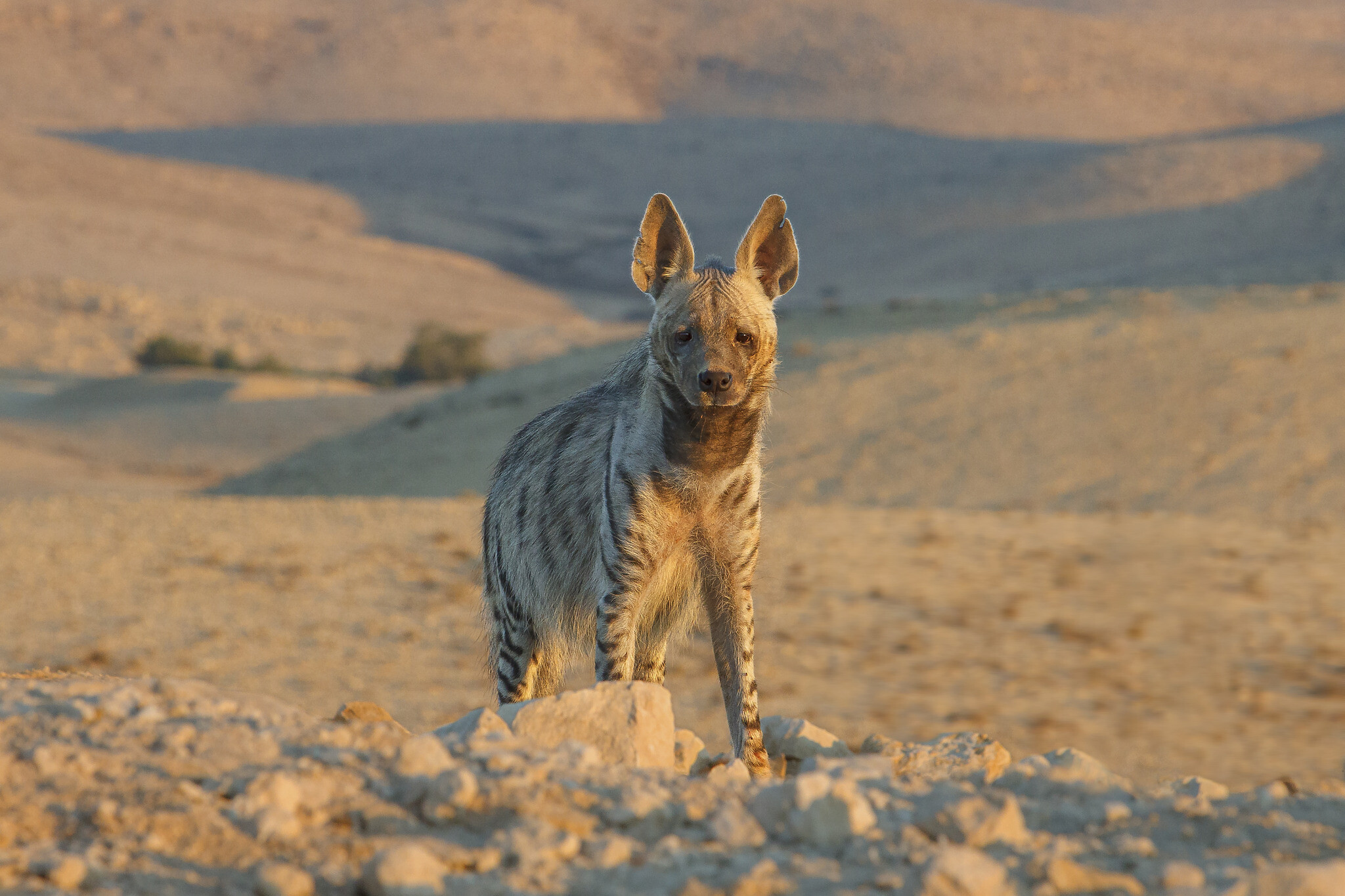 World Biodiversity Day report: Israel's butterflies, birds, reptiles in ...