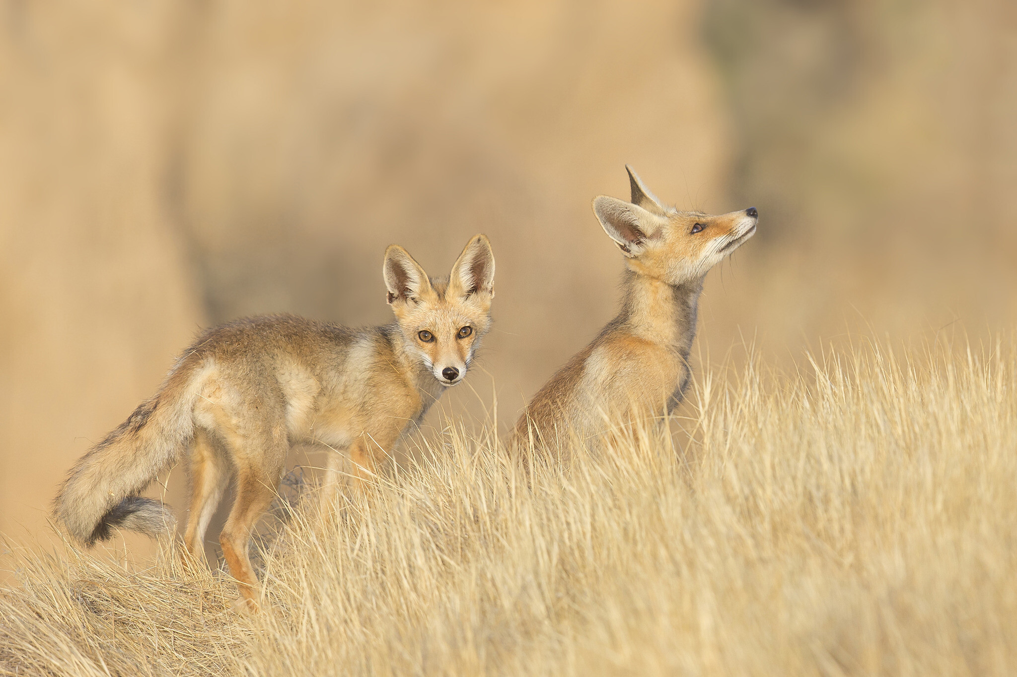 World Biodiversity Day report: Israel's butterflies, birds, reptiles in ...
