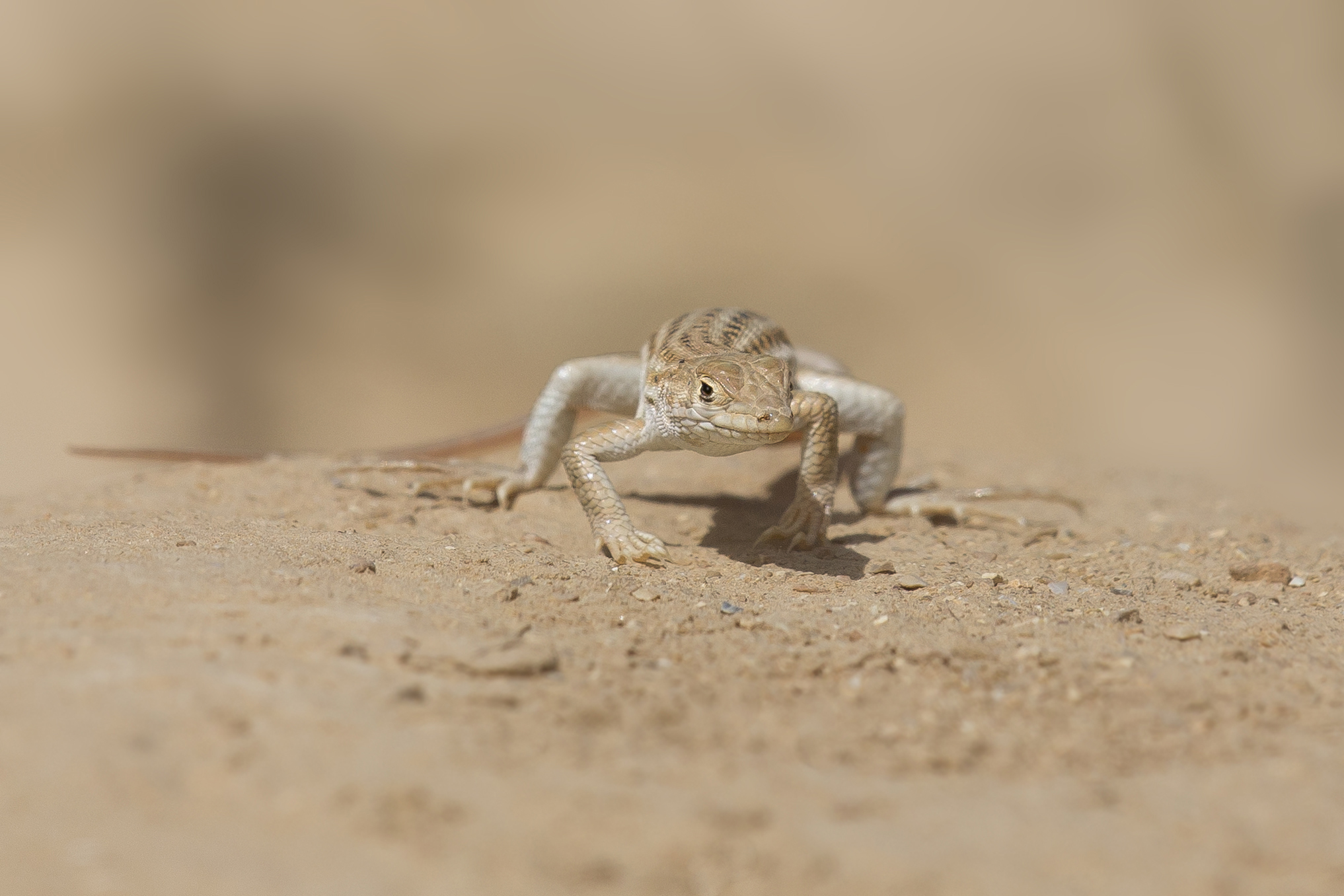 World Biodiversity Day report: Israel's butterflies, birds, reptiles in ...