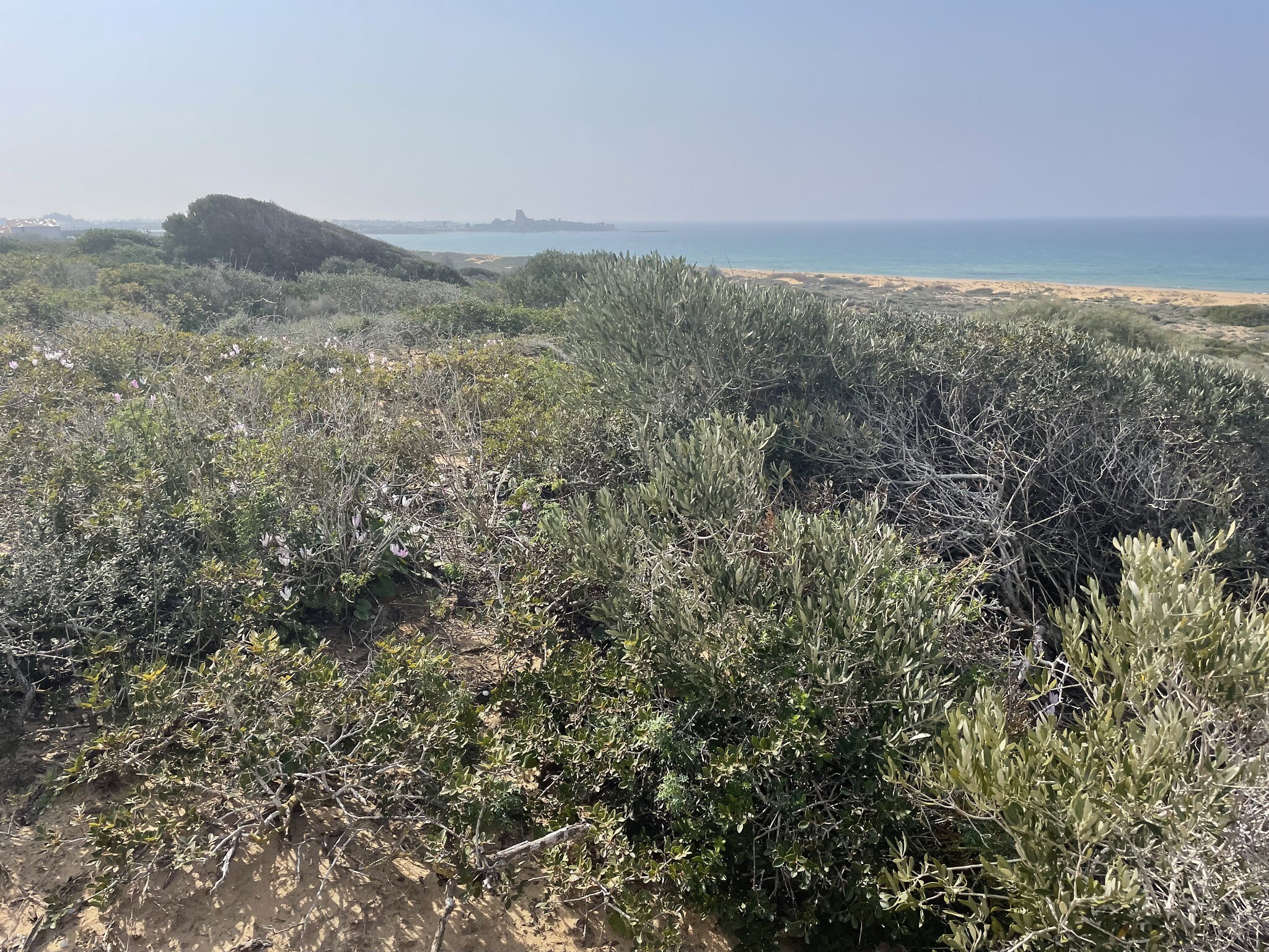 Experts unite to protect what could be the last wild olive trees in ...